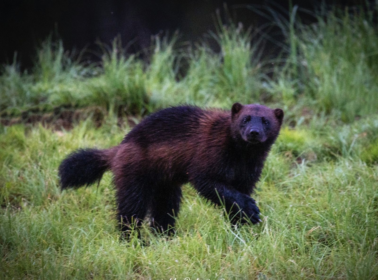 Datasets, Tools & Code - VertNet