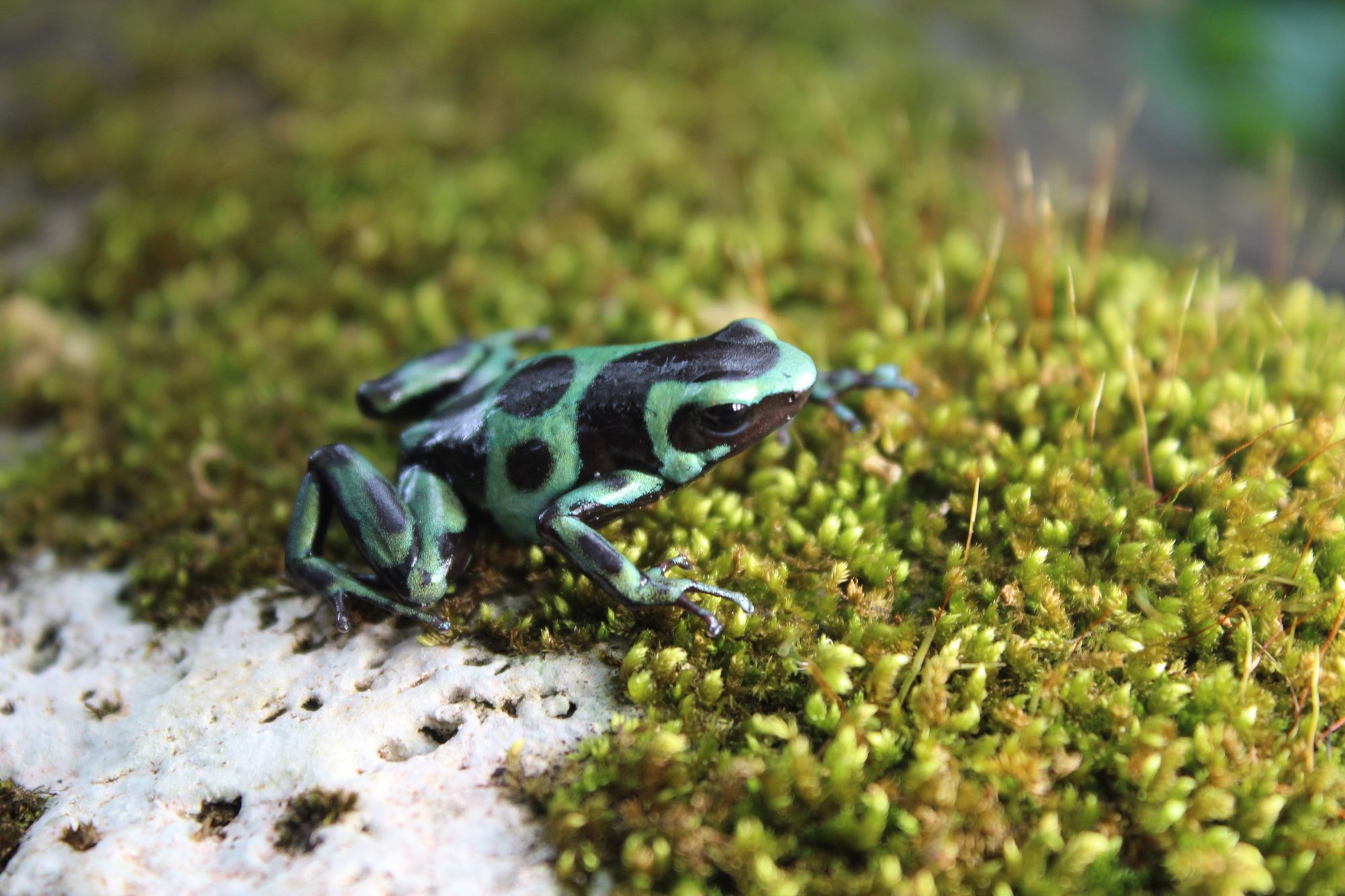 VertNet Norms - VertNet