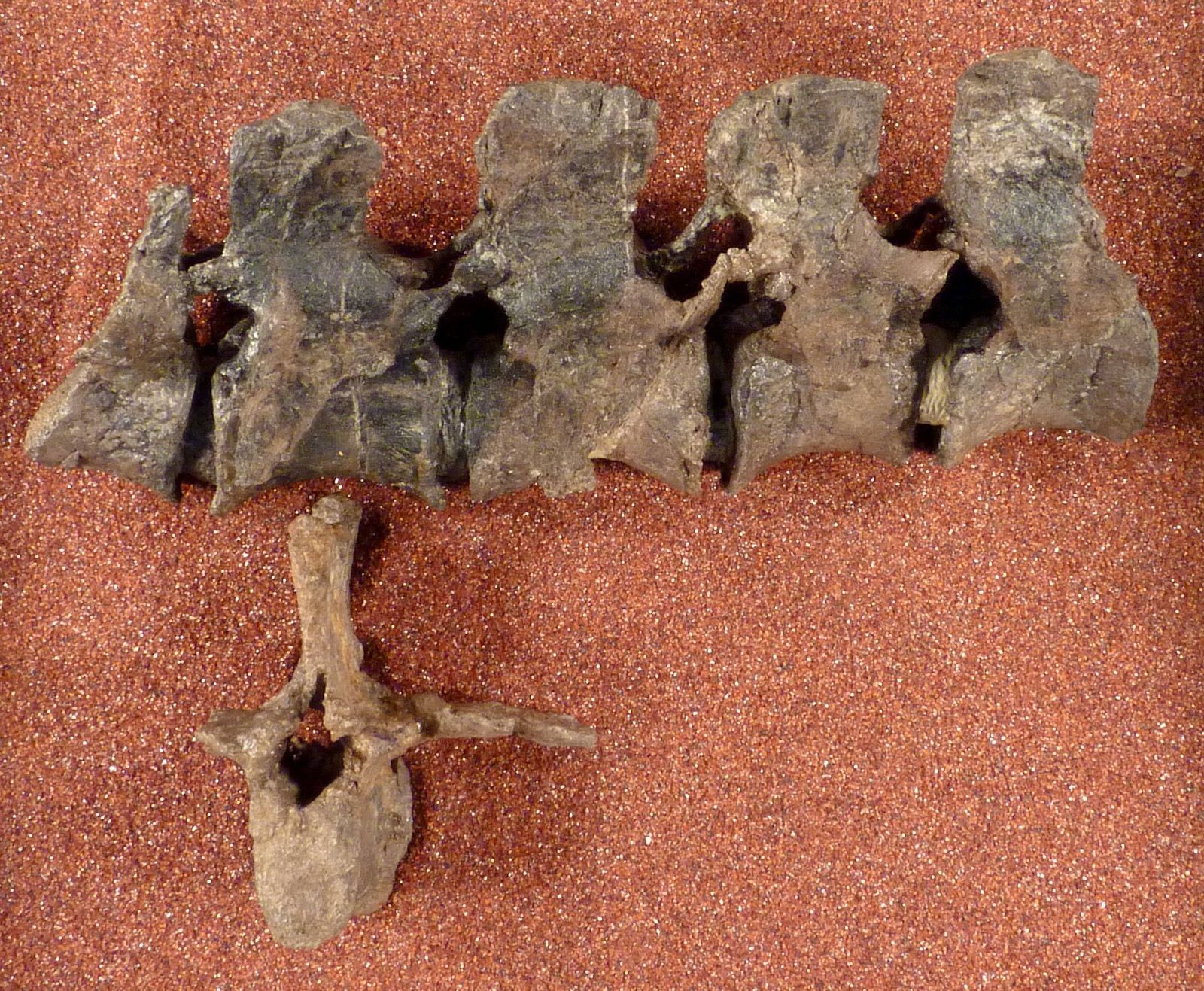 VertNet has a new look and more - VertNet