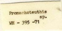 Promachoteuthis Sulcus