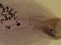 Eurytrema Pancreaticum