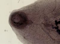 Eurytrema Pancreaticum