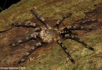 Poecilotheria Uniformis