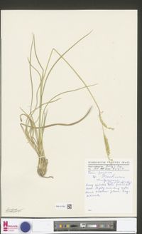 Brachiaria Dictyoneura