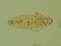 Menacanthus Stramineus