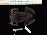 Trichobatrachus Robustus