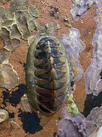 Phylum Mollusca Chaetopleura