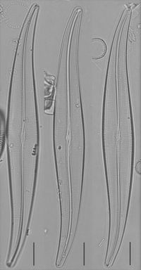 Gyrosigma Acuminatum