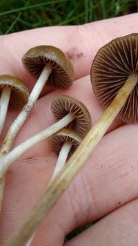 Psilocybe Fimetaria