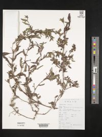 Ludwigia Prostrata