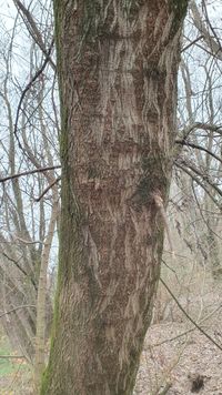 Acer Negundo Bark