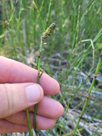 Equisetum Ramosissimum