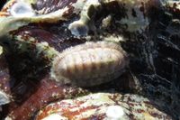 Phylum Mollusca Chaetopleura