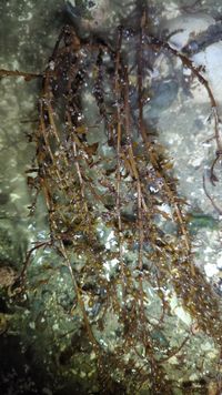 Sargassum Under Microscope