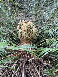 Cycas Petraea