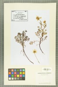 Matricaria Inodora Matricaria Inodora L.