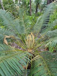 Cycas Petraea