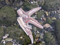Astropecten Aurantiacus