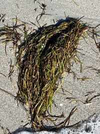 Syringodium Filiforme