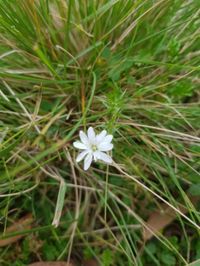 Stellaria Nitens