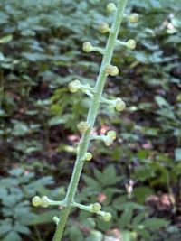 Actaea Podocarpa