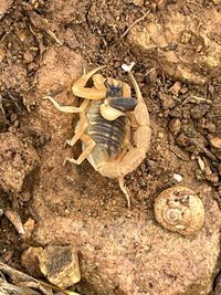 Leiurus Quinquestriatus Hebraeus