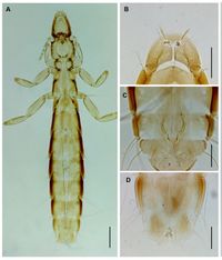 Columbicola Columbae
