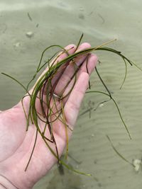 Syringodium Filiforme