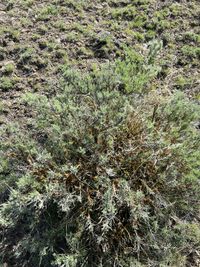 Artemisia Rigida