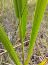 Panicum Hemitomon