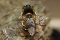 Gasterophilus Intestinalis