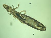 Columbicola Columbae