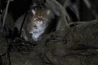 Prionailurus Planiceps