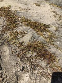 Syringodium Filiforme