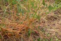 Cuscuta Alfalfa Machine