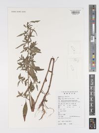 Ludwigia Prostrata