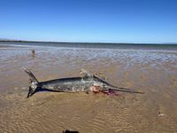 Xiphias Gladius Linnaeus 1758 Species India Biodiversity Portal