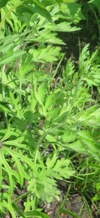 Artemisia Argyi Common Mugwort – Kahikatea Farm Certified Organic