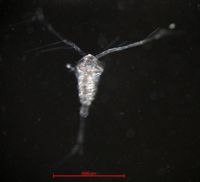 Oithona Setigera Zooplankton Guide Anatomy