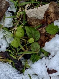 Veronica Filiformis Sm Threadstalk Speedwell