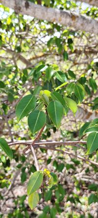 Manchineel Tree In Florida