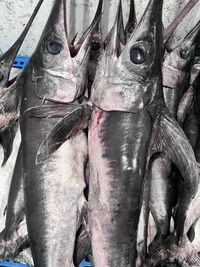 Xiphias Gladius Linnaeus 1758 Species India Biodiversity Portal