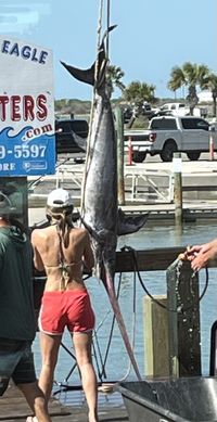 Xiphias Gladius Linnaeus 1758 Species India Biodiversity Portal