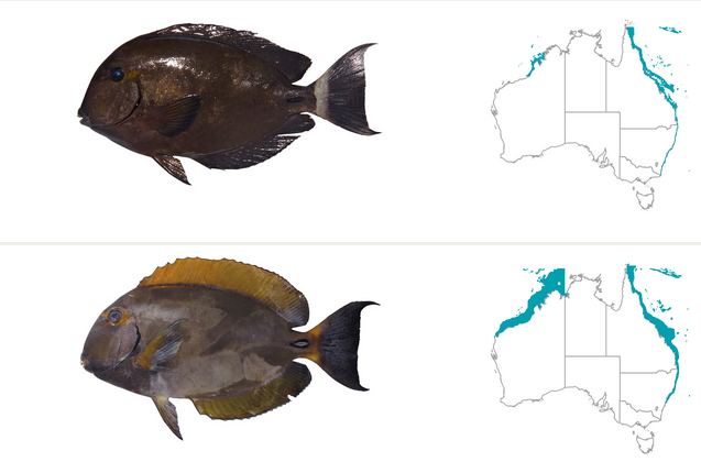 So many fish, one great map – ALA launches FishMap