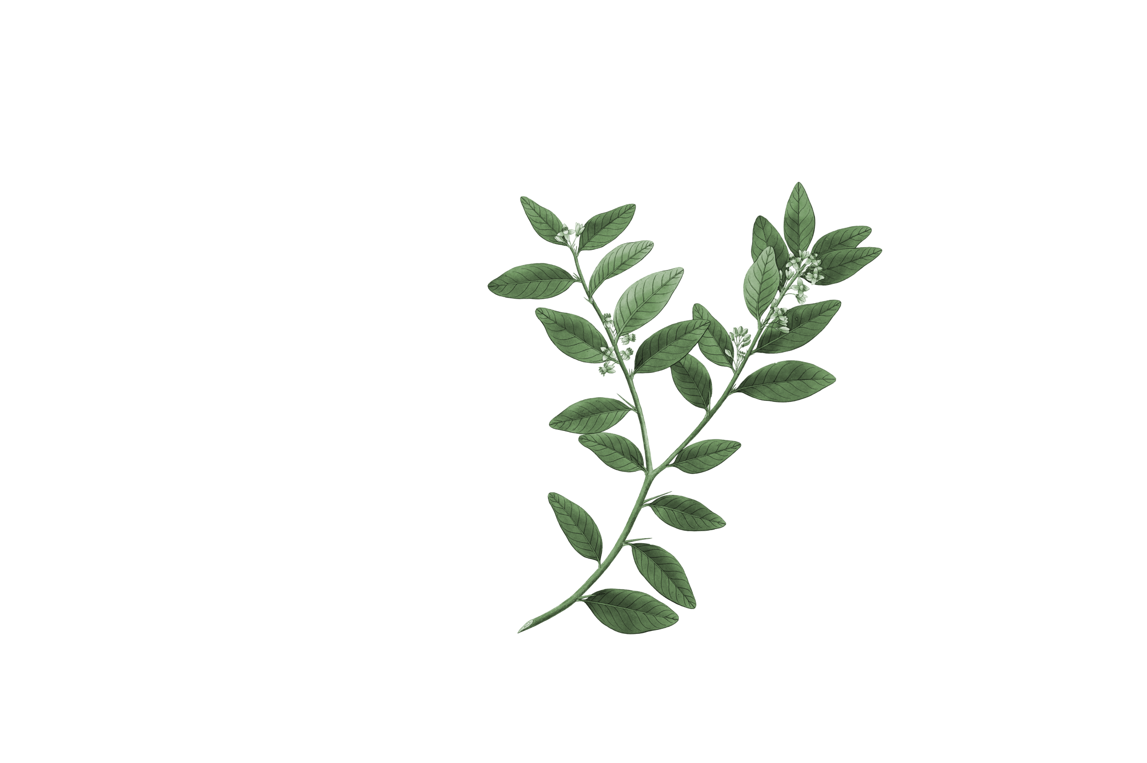 Capacity development