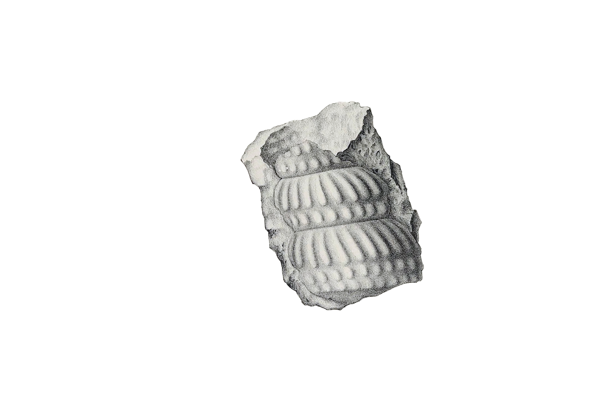 Capacity development