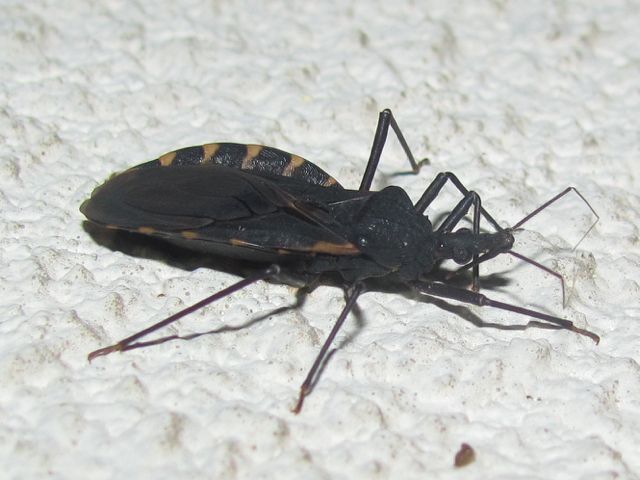 Mapping the niche of Chagas parasite