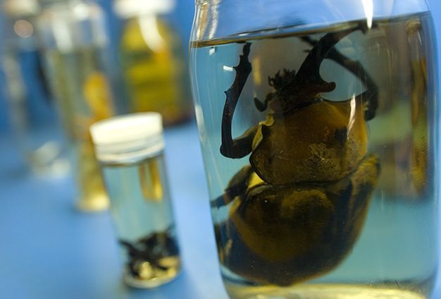 New GBIF task force to speed up access to natural history collection data