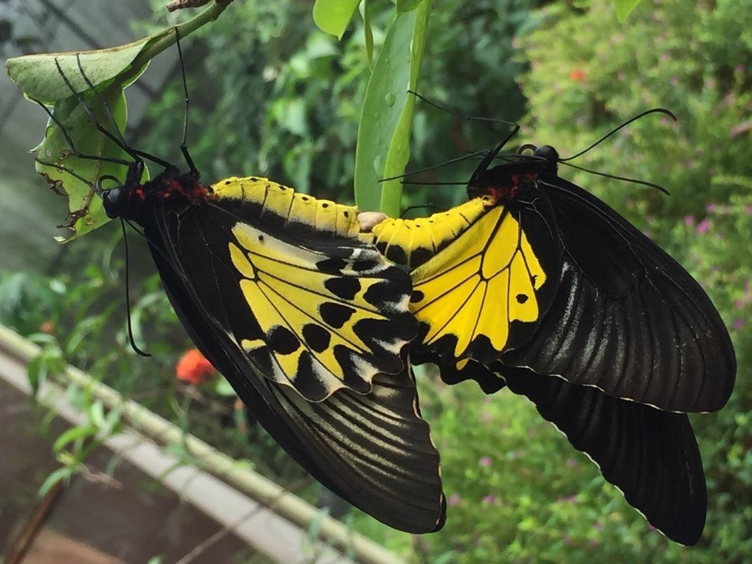 Mobilizing Indonesian butterfly collections at the Museum Zoologi Bogor