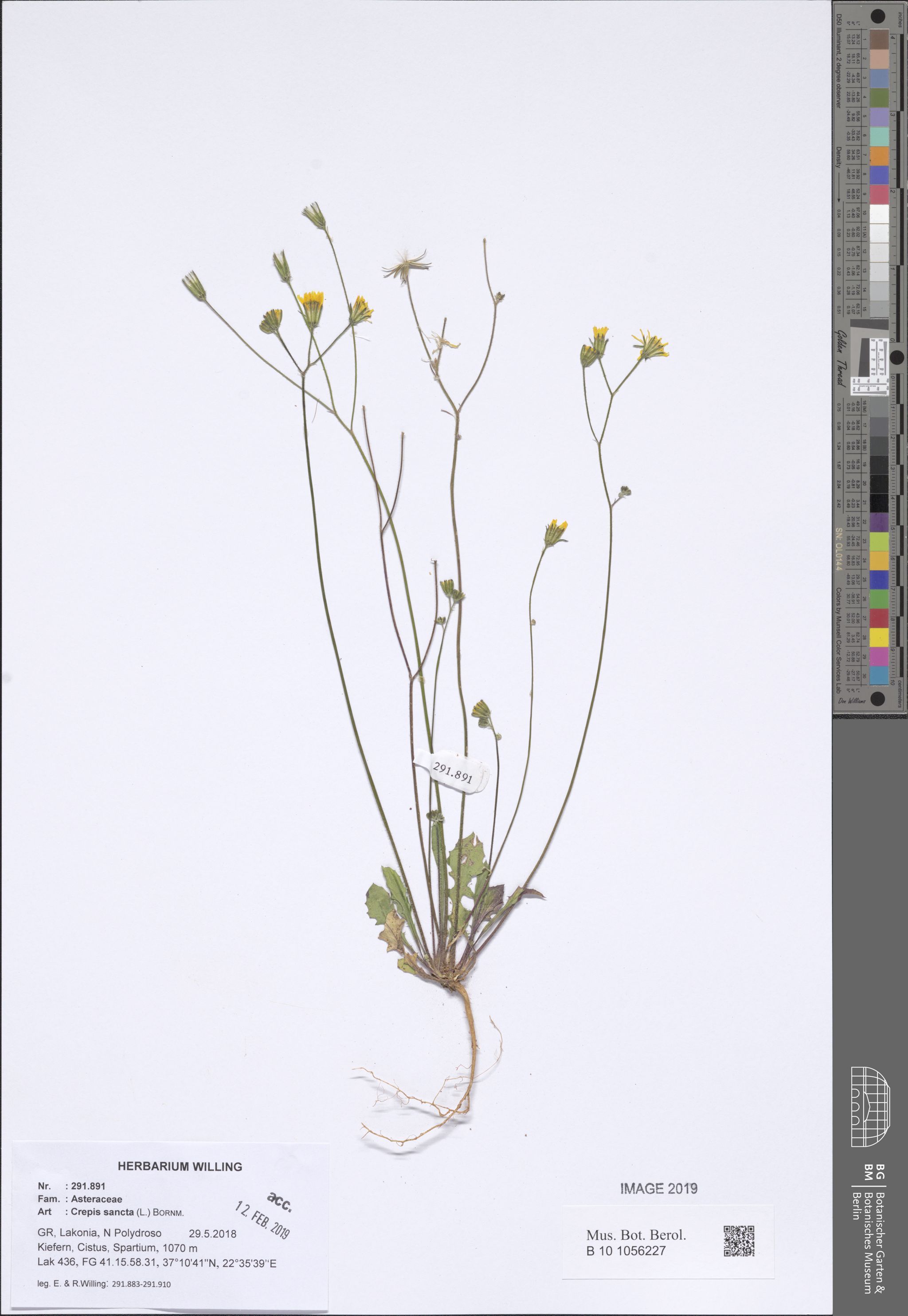 Crepis capillaris – eFlora of India